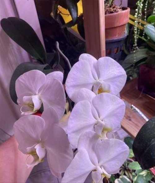 Орхидея фаленопсис цветущий sogo ukidan