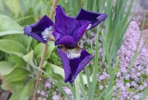 Ирис сибирский и болотный
