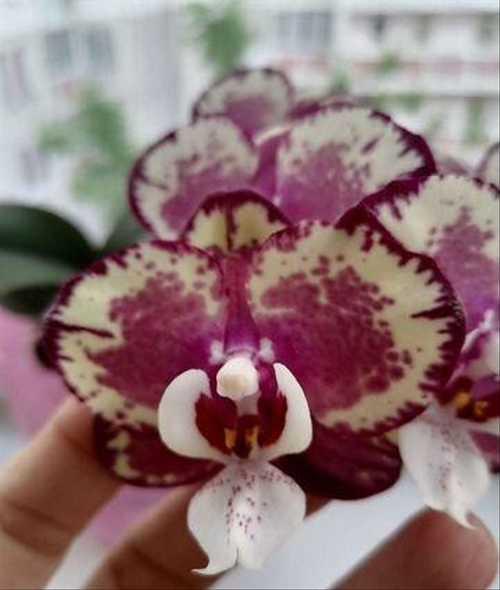 Орхидея фаленопсис каода твинкл 1442