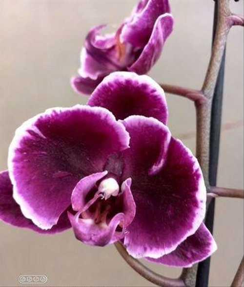 Орхидея фаленопсис summer breath