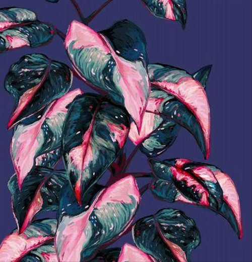 Philodendron Pink Princess