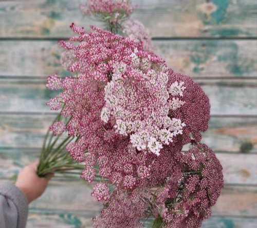 Дикая морковь (Daucus Carota), сорт "Dara". Семена