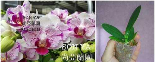Орхидея фаленопсис подростки Азия