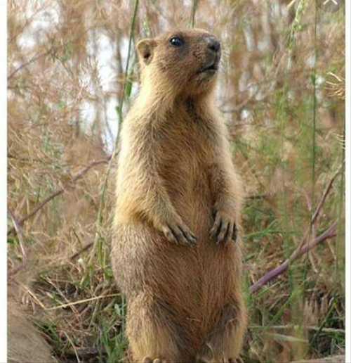 Байбачий жир