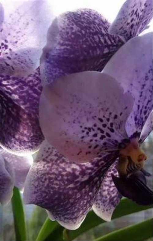 Орхидея Ваанда