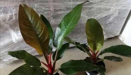 Филодендрон империал ред фото взрослого растения