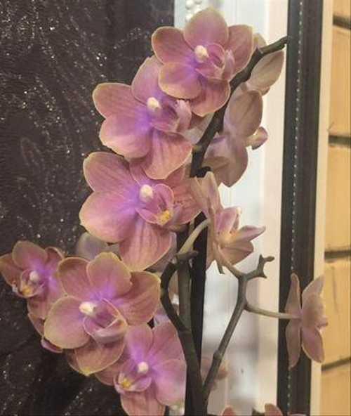 Орхидея фаленопсис Дасти Бель Ароматная фабрика