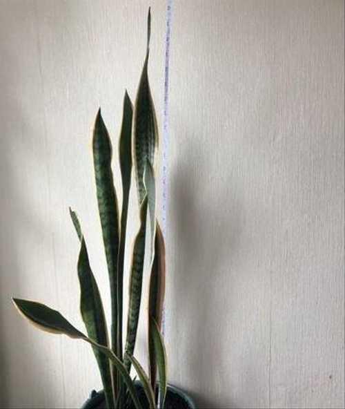 Сансевиерия “Лауренти» взрослое растение