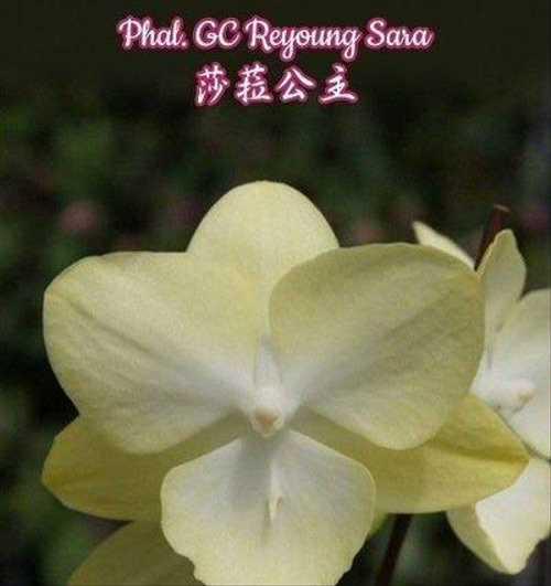 Орхидея фаленопсис В43 Phal. GC Reyoung Sara Разме