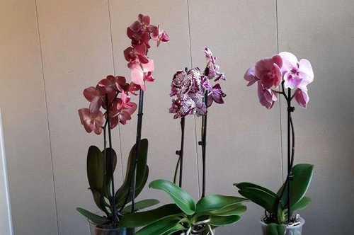 Орхидеи Редкие Биг липы и коллекционные
