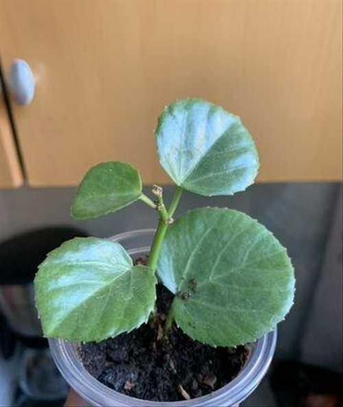 Ротундифолия (Cissus rotundifolia)