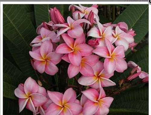 Плюмерия семена Plumeria rubra 'Chompoo Wang'
