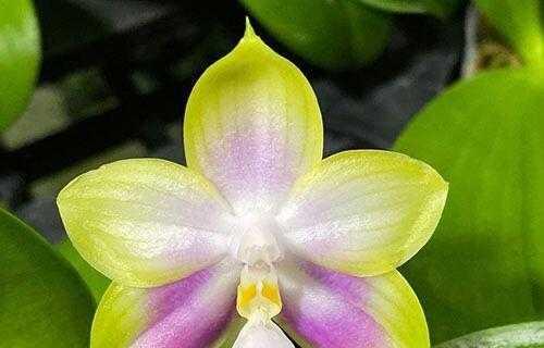 Орхидея фаленопсис MCL98 Phal. Mituo reflex dragon