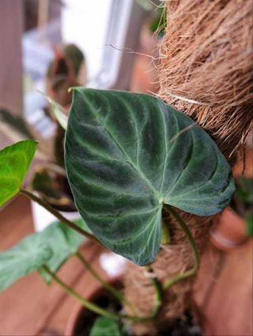 Филодендрон Бородавчатый Philodendron Verrucosum