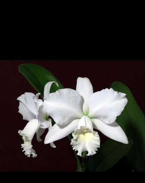 Орхидея фаленопсис, каттлея (азия)