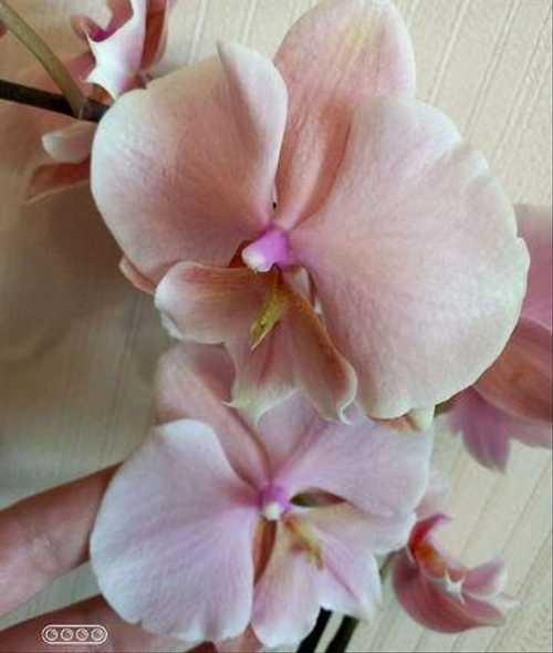 Орхидея фаленопсис биг лип Осенний ветер