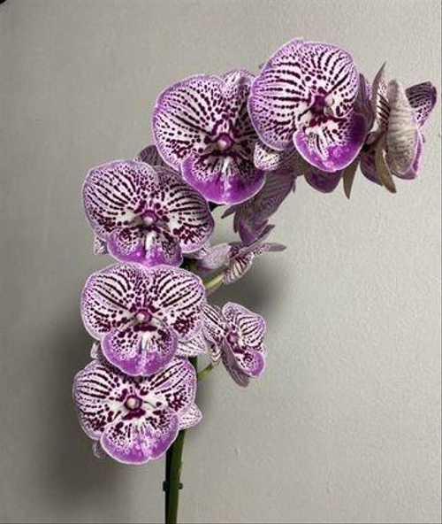 Орхидея Биг Лип (тестовый сорт)