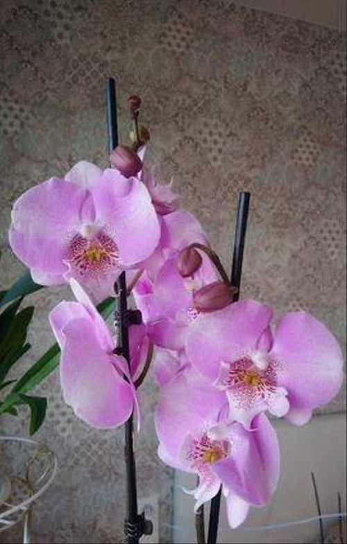 Орхидея фаленопсис цветущие