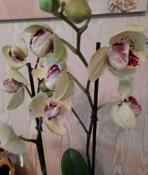 Орхидея фаленопсис Albufeira пелор