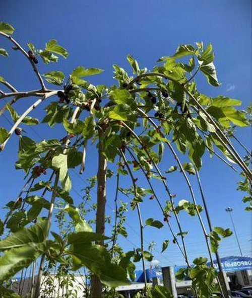 Плакучая Шелковица