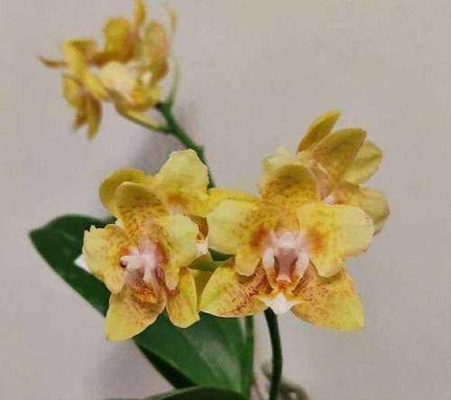 Орхидея бабочка Younghome Golden Pixie (peloric)
