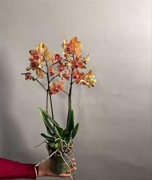 Орхидея Мультифлора "Лав сансет" love sunset арома