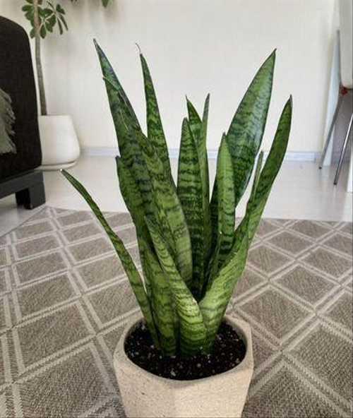 Сансевиерия 44 см