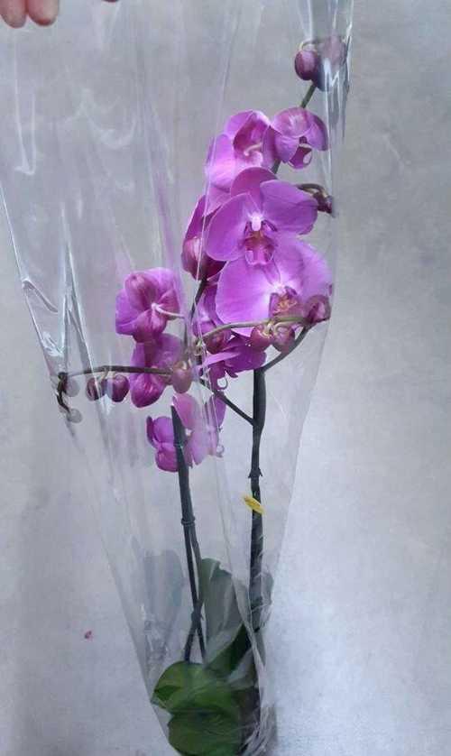Королевская Крупномер орхидея 94736 Фаленопсис 100