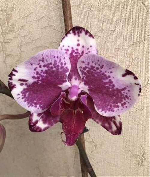 Орхидея фаленопсис вероника