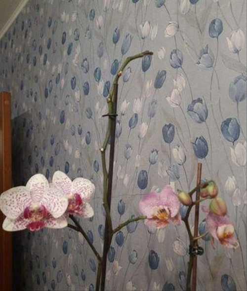 Орхидеи Manhettan, Helsinki, Катлея Сортовые, дома