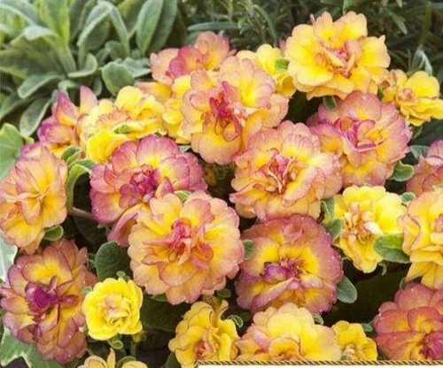 Примула махровая,морозник,будра,молодило