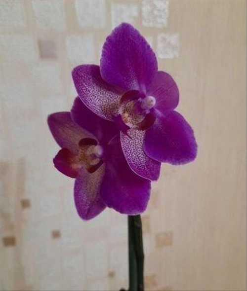 Орхидея фаленопсис гигант