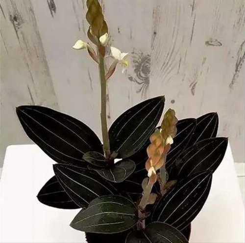 Драгоценная орхидея