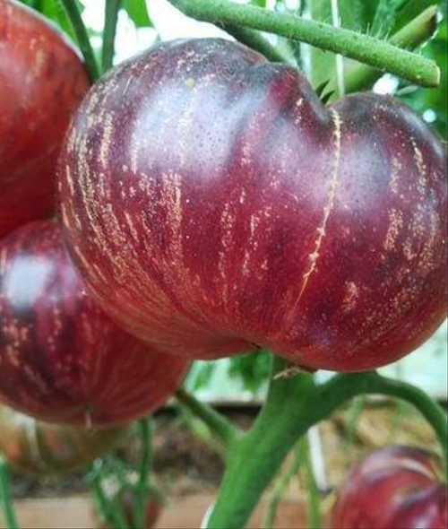 Семена помидоров томатов