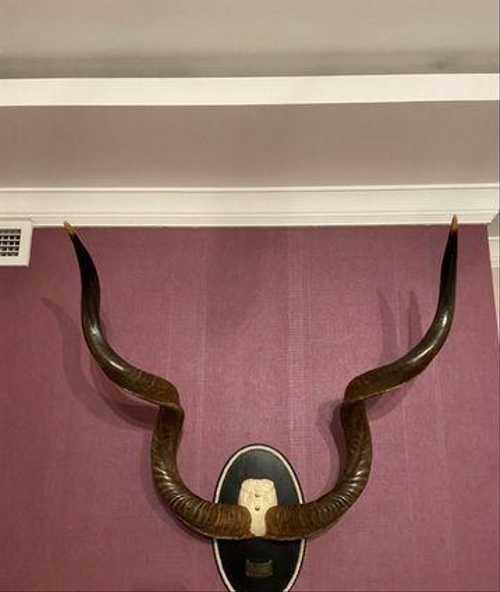 Рога куду