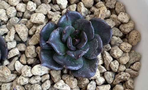 Суккулент Эхеверия Black prince