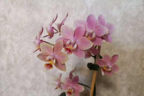 Орхидея фаленопсис ароматная фабрика