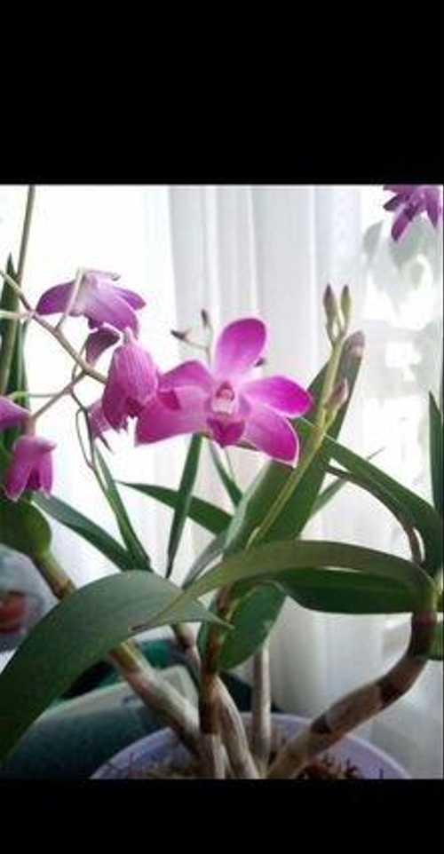 Орхидея дендробиум берри ода