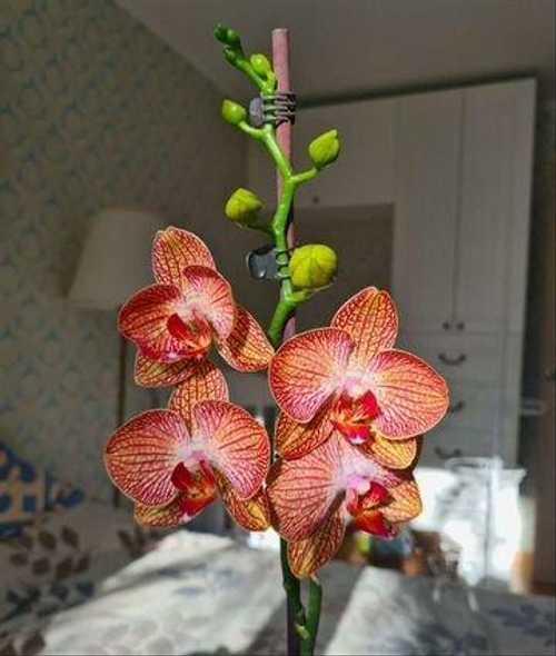Орхидея фаленопсис Равелло