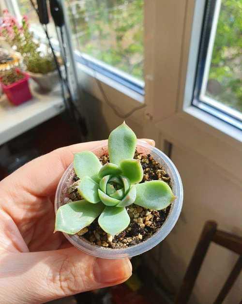 Суккулент echeveria pulidonis