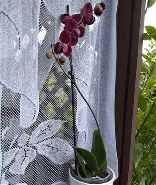 Орхидея фаленопсис пелорик сорт Кимоно