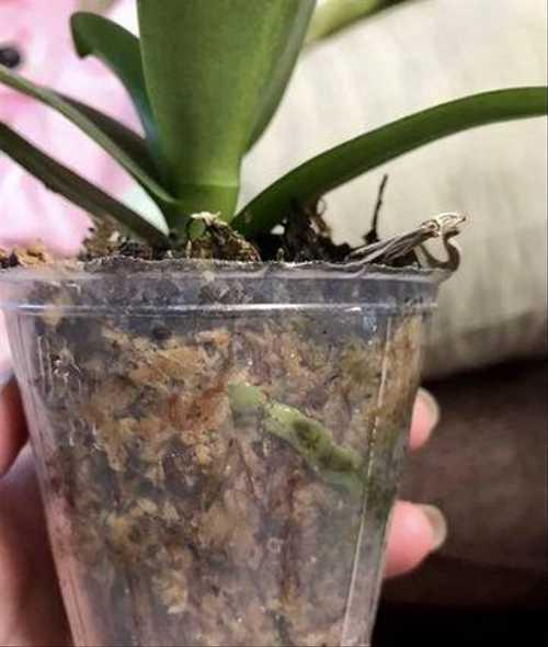 Phal. Hsinying Little Knight Plastic Doll