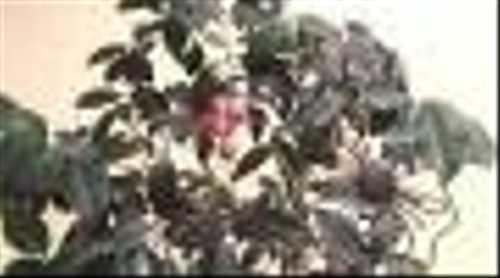 Сизигиум метельчатый или Ангиновое дерево плодонос