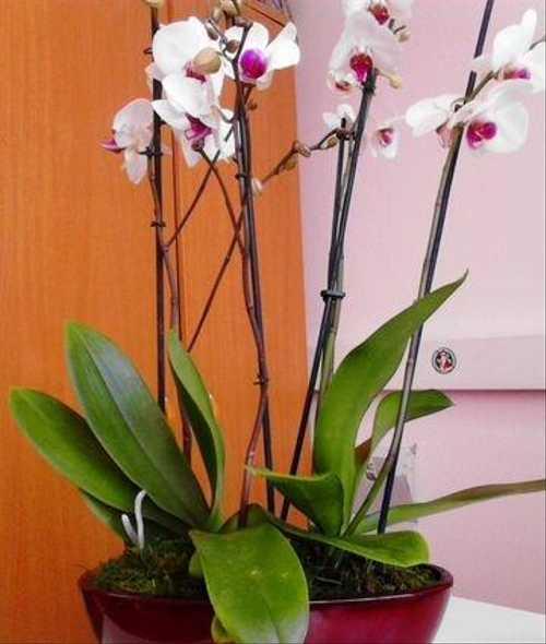 Орхидея фаленопсис рэд липс в бордовом кашпо 5 цв