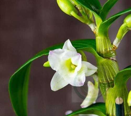 Орхидея дендробиум нобиле белый