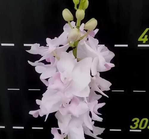 Орхидея взрослая Фаленопсис pulcherrima(розовый) В