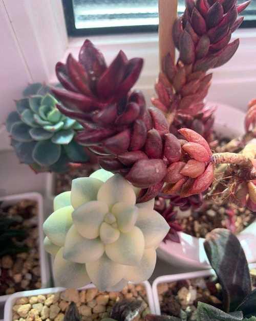 Echeveria