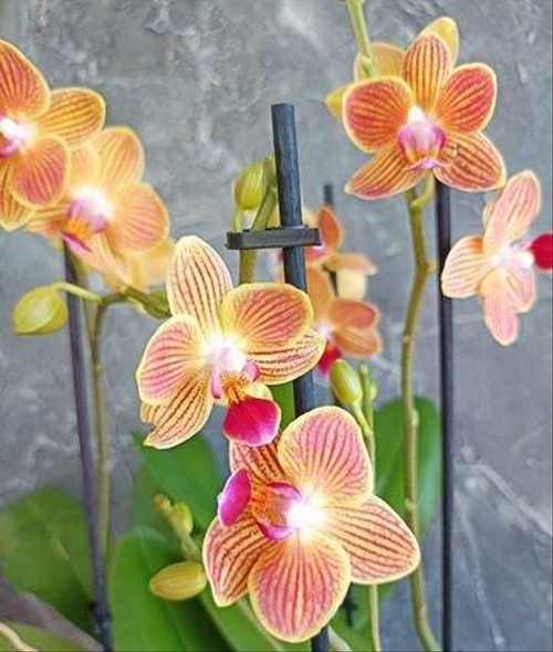 Орхидея фаленопсис Golden stuff, мультифлора