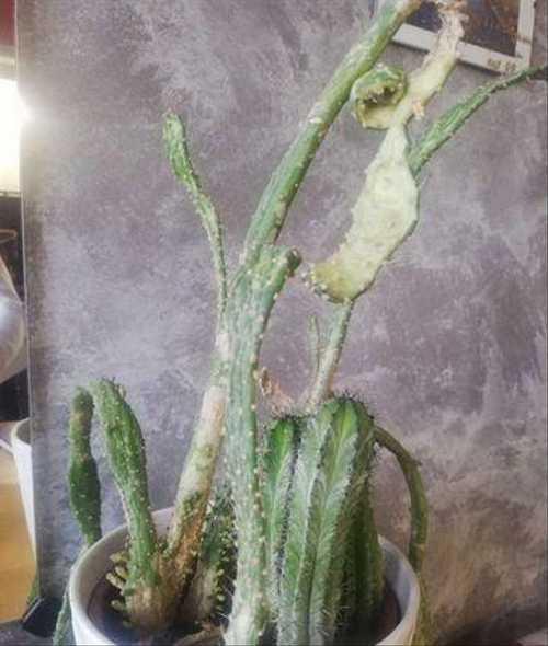 Кактусы и суккуленты