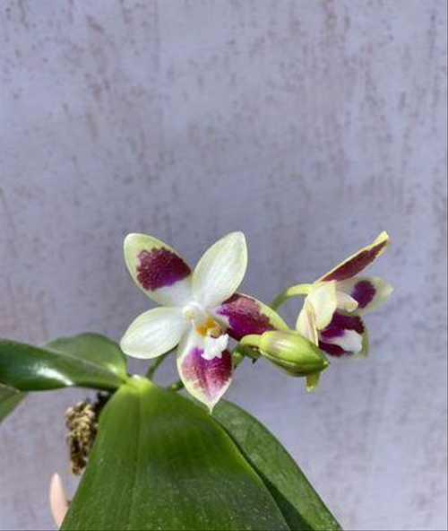 Phal tying shin jaguar